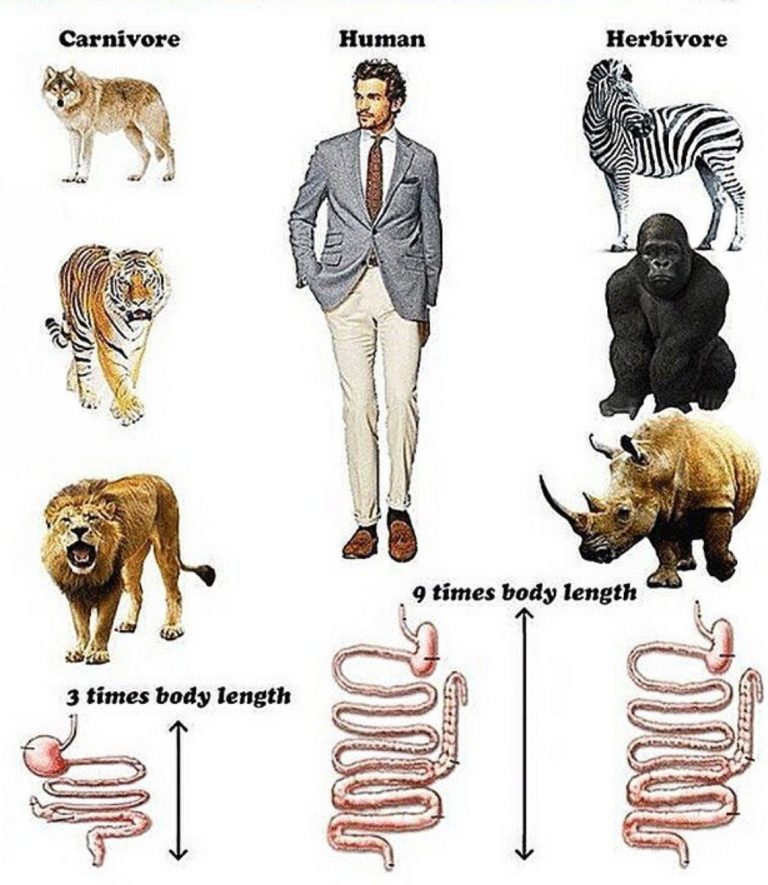 Digestive System comparison Pet Nutrition Doctor Digestive System comparison Pet Nutrition Doctor